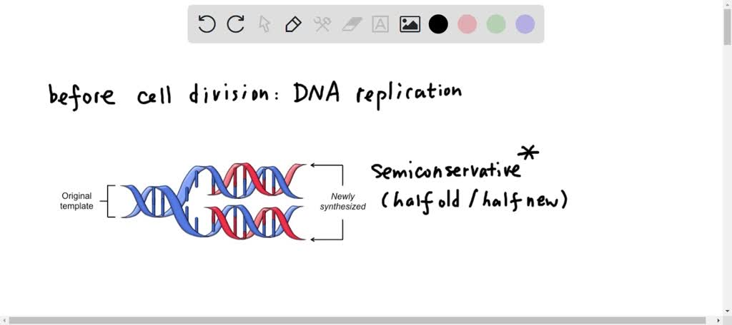SOLVED: 38. When two new strands of DNA are synthesized A. the old DNA ...