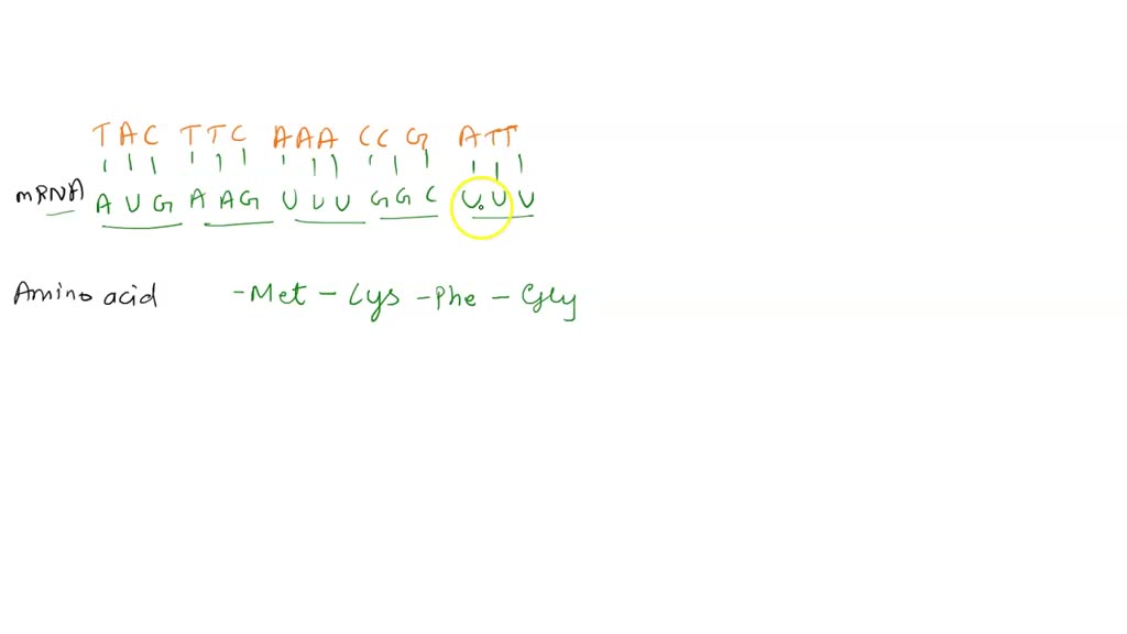 SOLVED: 'DNA: 5'-ATG CTG TAC TGA GTA TAA-3 . Using thc 36. The ...