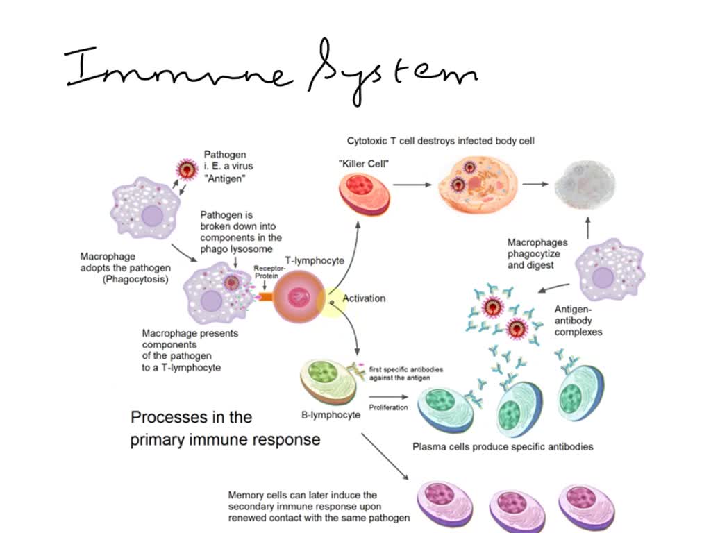 SOLVED: Natural killer cells Immune system Endogenous pyrogens ...