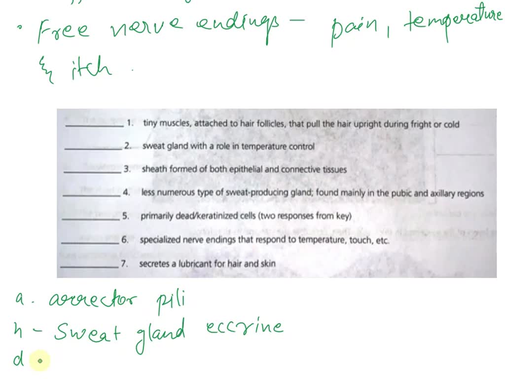 SOLVED: Epidermis Dermis Subcutaneous tissue Hypodermis Lamellar ...
