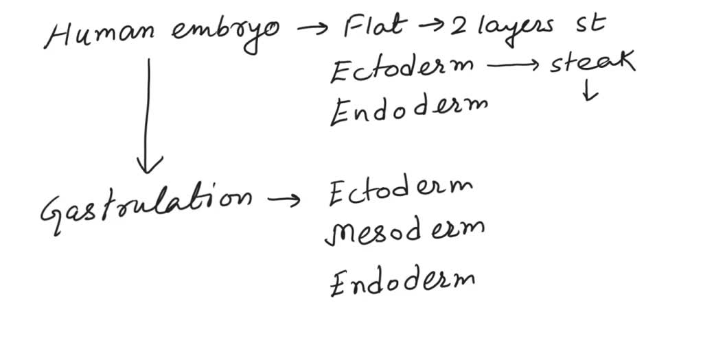 SOLVED: Explain how the cylindrical body shape of the human embryo is ...