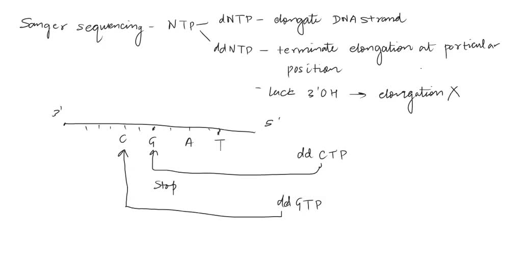 SOLVED: 1. What would be the result observed in a Sanger sequencing ...