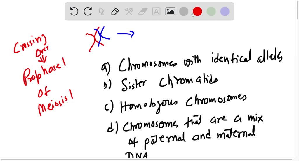 SOLVED: Crossing over produces chromosomes with identical alleles ...