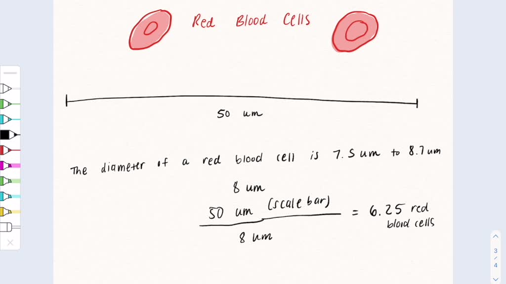 Notice that the scale bar says "50Âµm," which is 50 micrometers or 0.05 ...