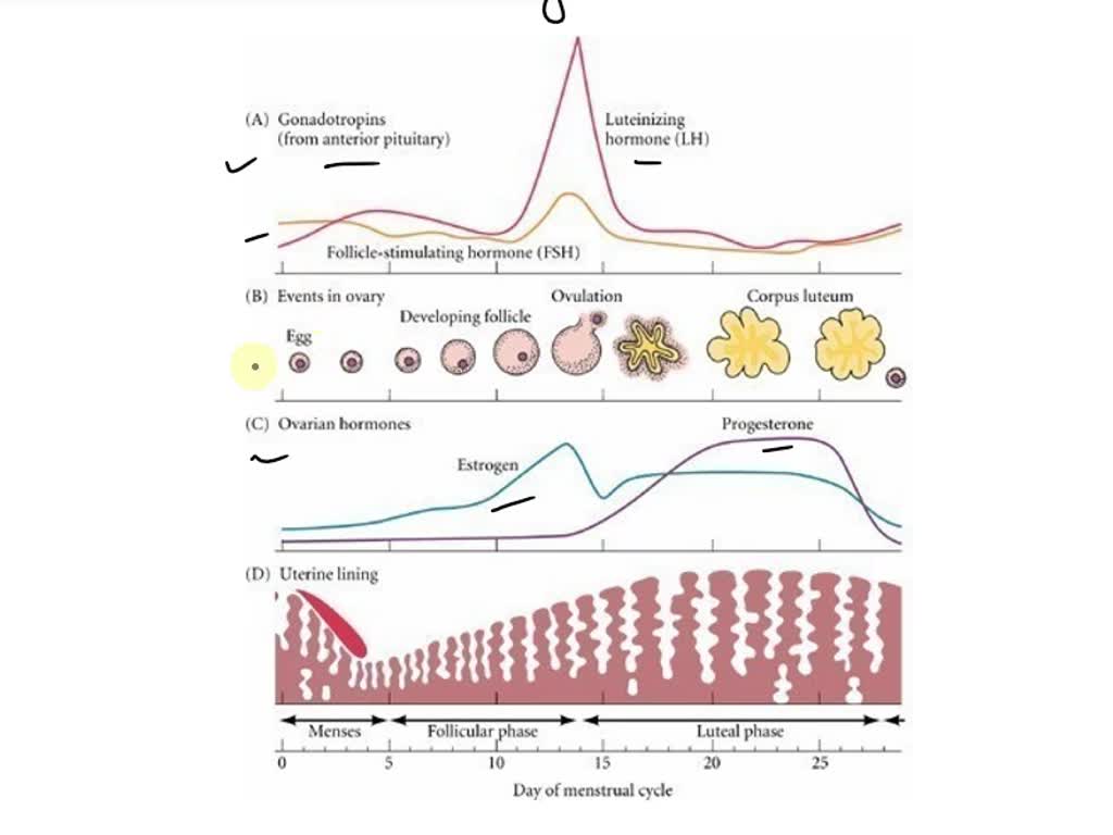 Solved Overview Of Ovarian Cycle Using No More Than 13 Propositions