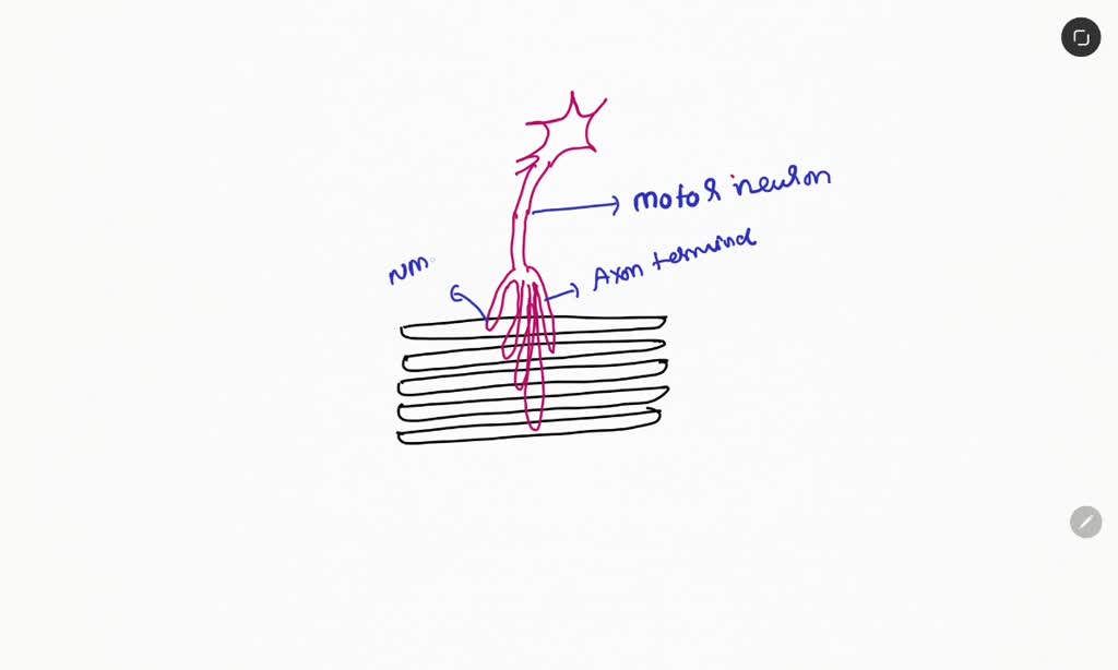 SOLVED: 'The neuromuscular junction consists of axon terminals, motor ...