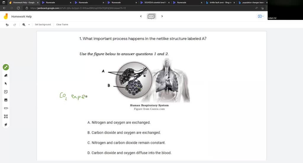 SOLVED: 'Pa help naman po science What important process happens in the netlike structure ...
