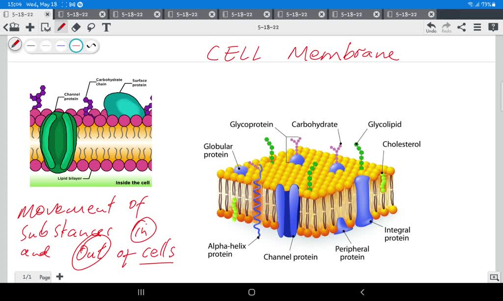 SOLVED: What structure acts as a selective barrier, regulating the ...