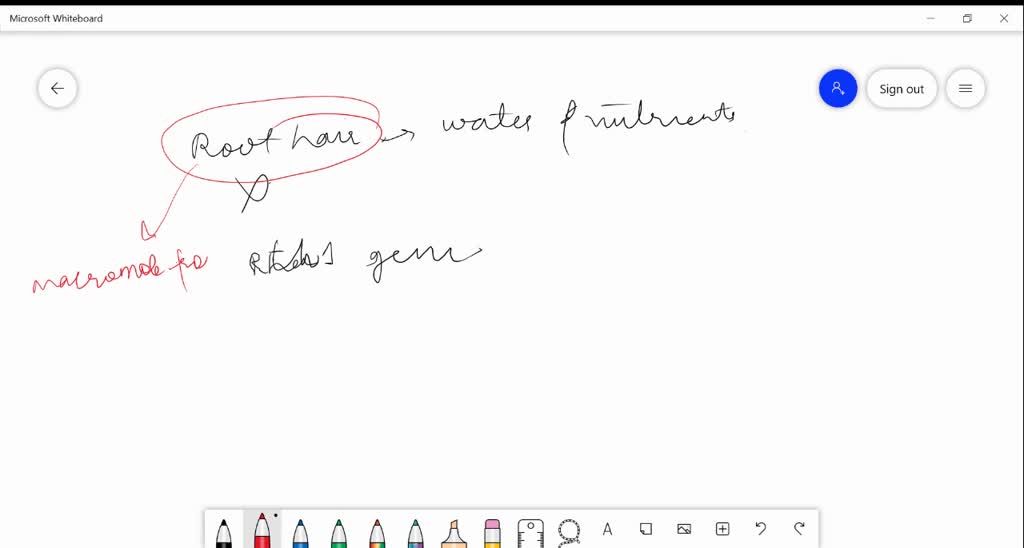 Solved In The Root Shown Theroot Hair Cell Labeled Did Not Arise Through The Typical 
