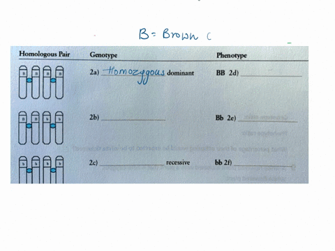 ACTIVITY B Homologous Pair Look at the diagrams provided,...