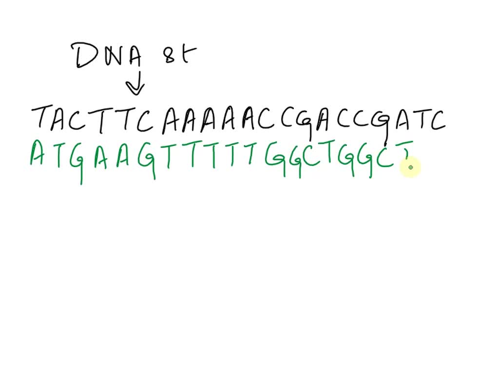 Solved 8 Create A Matching Complementary Dna Sequence For The