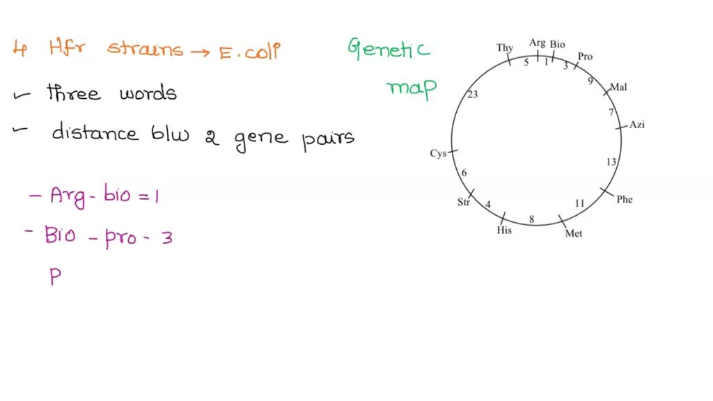 SOLVED:Four Hfr strains of E. coli are known to transfer thier genetic ...
