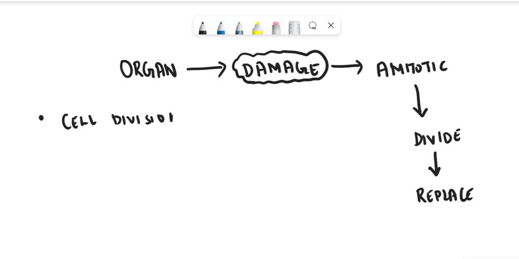 SOLVED: Why can an organ be permanently damaged if its cells are amitotic?