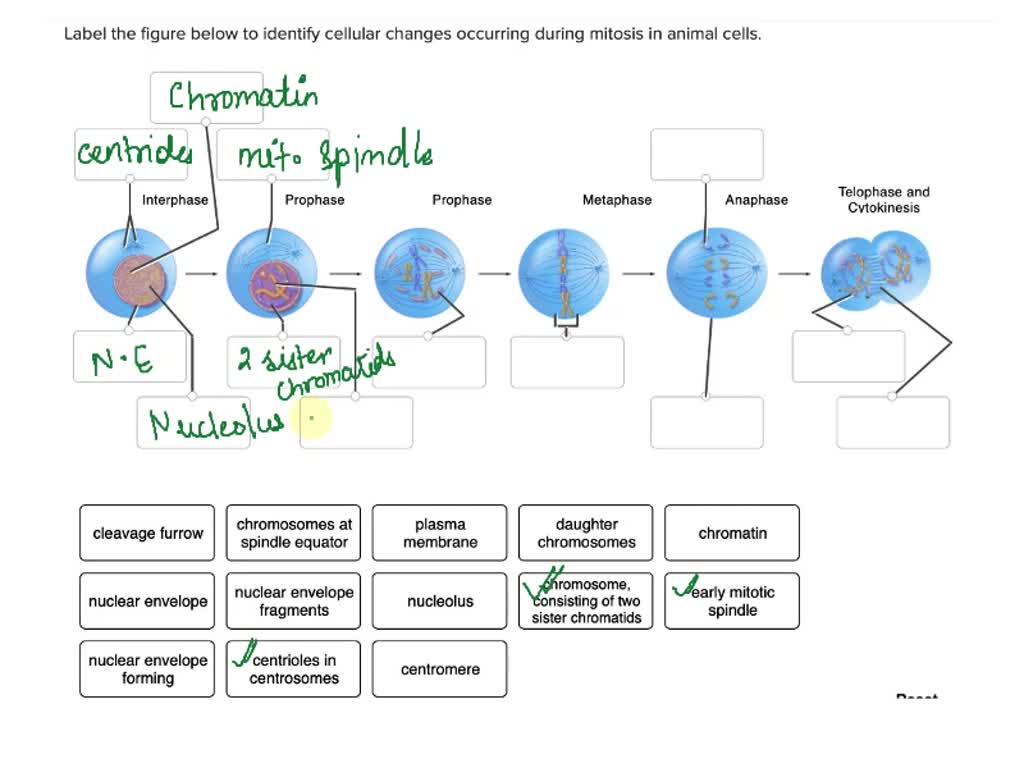 Text: Label the figure below to identify cellular changes occurring during mitosis in animal ...