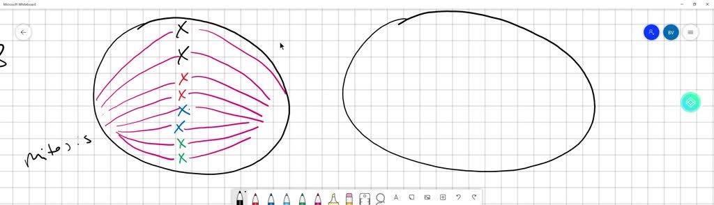 SOLVED: 2. What does 2n-8 cell look like in mitosis metaphase; meiosis ...
