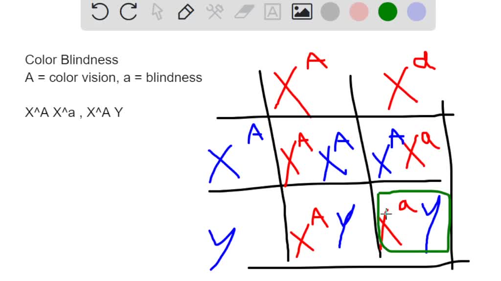 SOLVED: 1. Complete a Punnett square showing the possible genotypes of ...