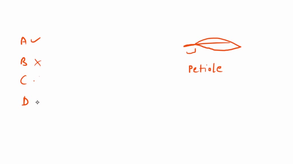 SOLVED: Petiole is modified into a green leafy structure called a phyllode.