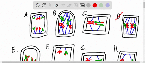 Consider a cell with four chromosomes the schematics below...