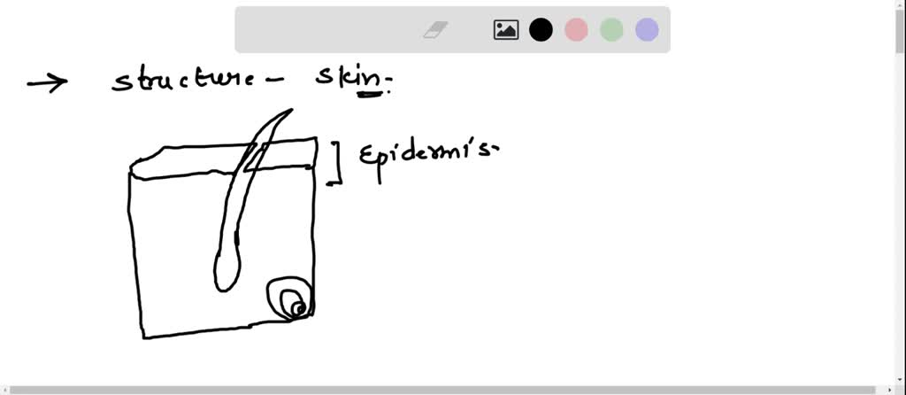 SOLVED: The diagram illustrates sensory receptors in the skin. What ...