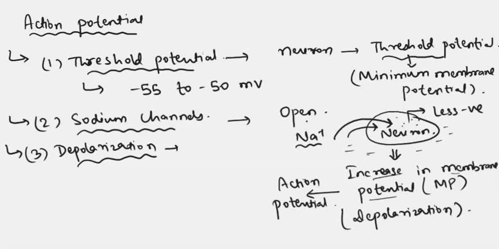 SOLVED: During which stage of an action potential do the sodium ion ...
