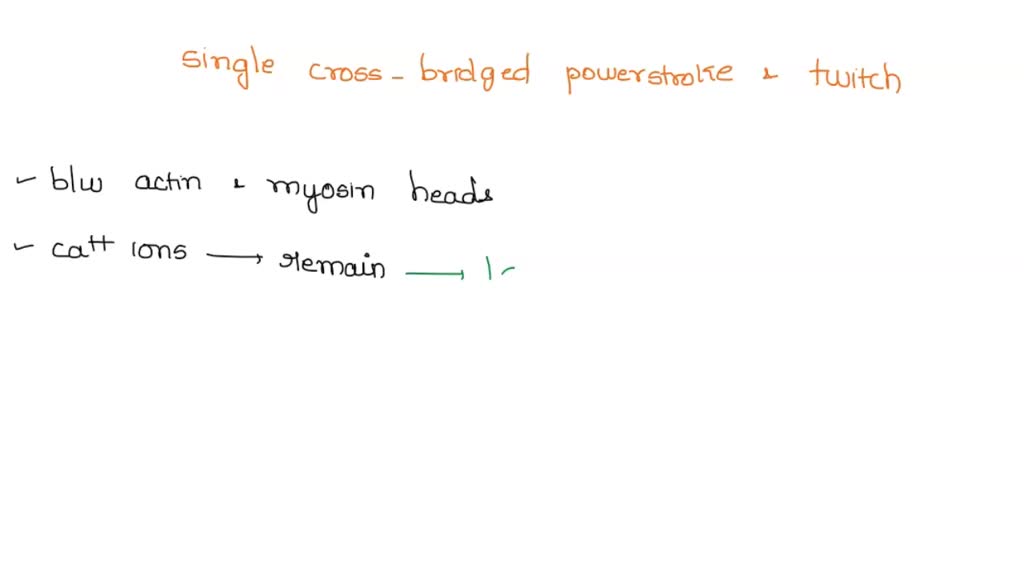 SOLVED: What is the difference between a single cross-bridge ...