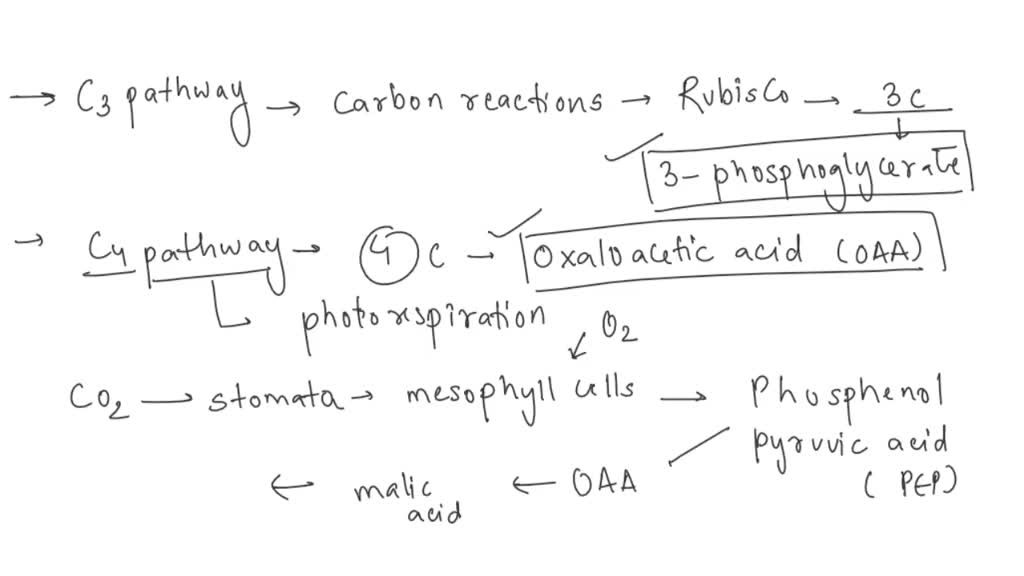 SOLVED: Trace the path of carbon in a typical C4 leaf, from entry into ...