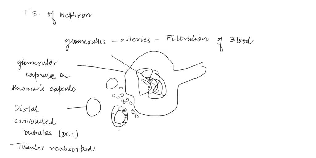 Drag the correct labels onto the diagram to identify the structures and ...