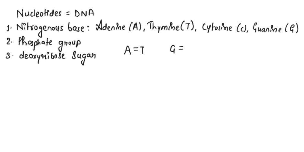 Solved The Sequence Of In Nucleic Acids Encodes A Specific Order Of Amino Acids For Making A