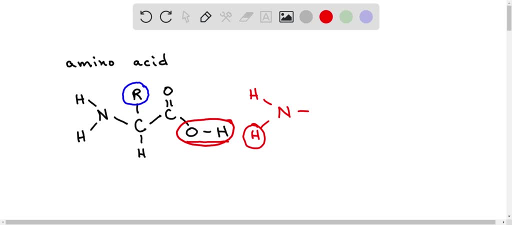 SOLVED: Amino acids are bonded together in a linear polymer to form ...
