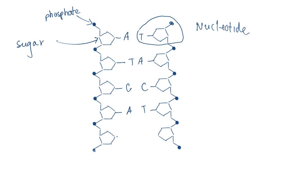 SOLVED: '1M Use the image below to complete the following: d Label a ...