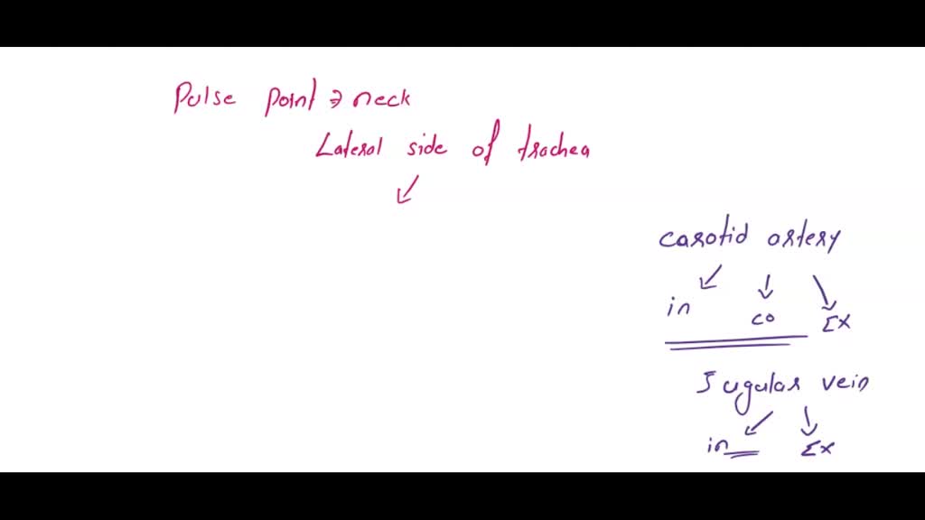 SOLVED: Question 38 An important pulse point in the neck on the lateral ...