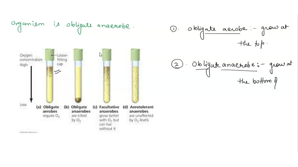 SOLVED: Fluid thioglycolate tubes are used to determine bacteria's ...