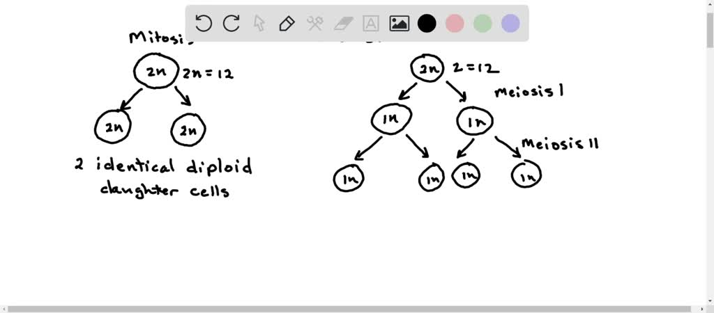 SOLVED: (1 mark) The following cell belongs to a species with a diploid ...