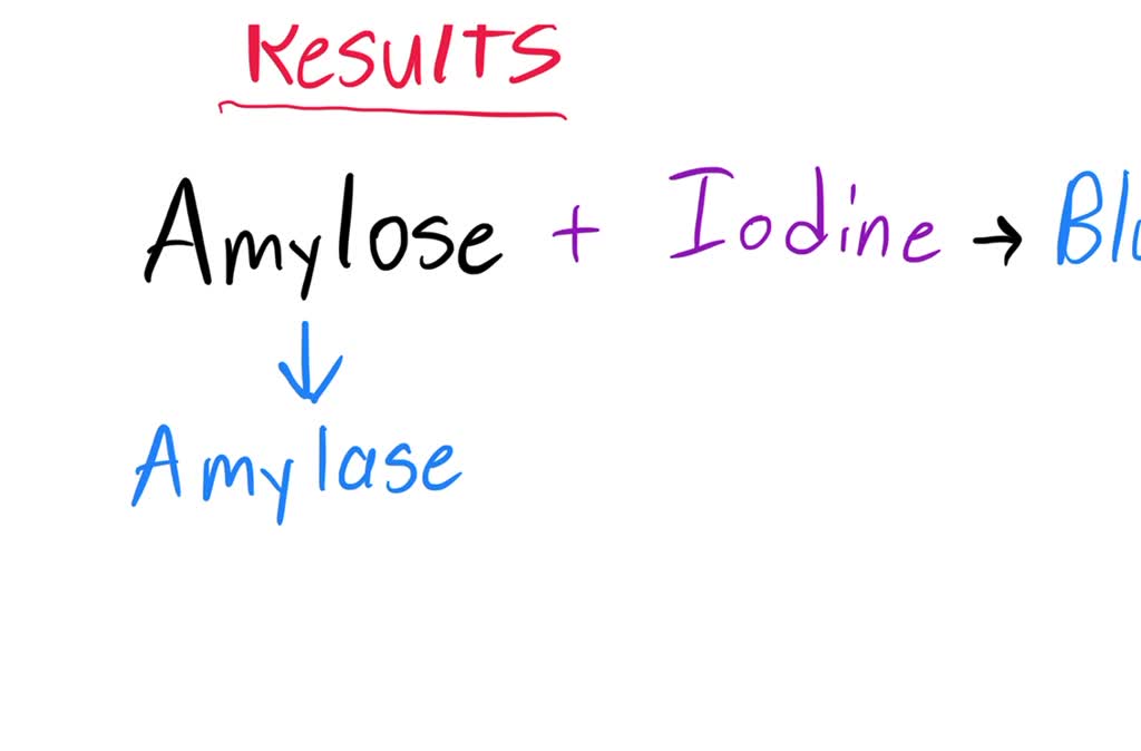 SOLVED: Positive reaction the action of Totmresponse salivary amylase ...