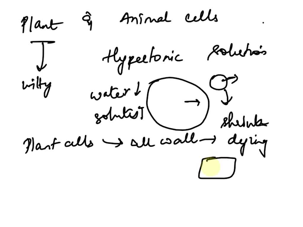 SOLVED: Compare and contrast what happens to plant and animal cells when placed in a hypertonic ...