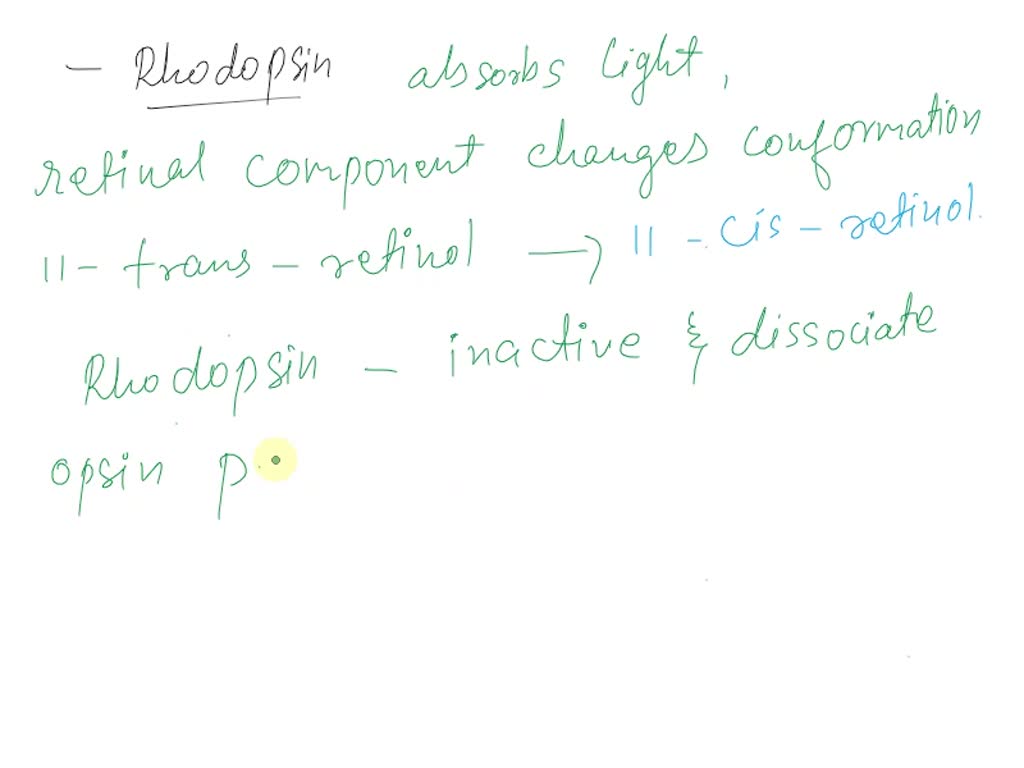 SOLVED: What happens when rhodopsin absorbs light? 1. Rhodopsin ...