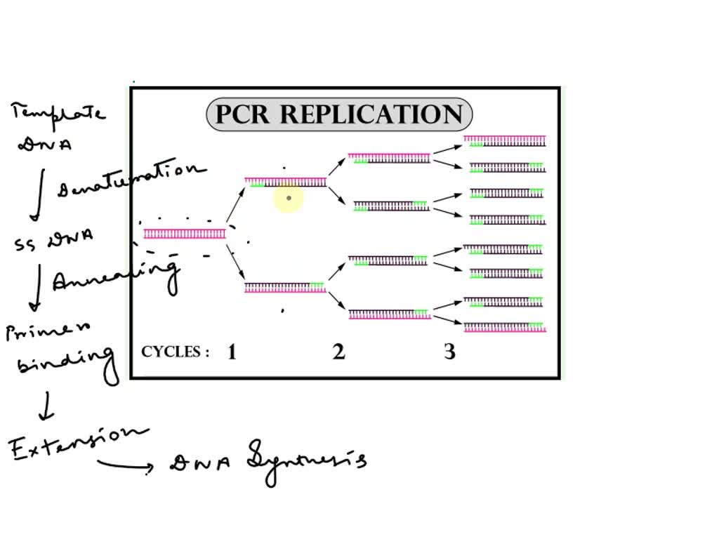 SOLVED: A. Explain, using appropriate diagrams, the third cycle of PCR ...