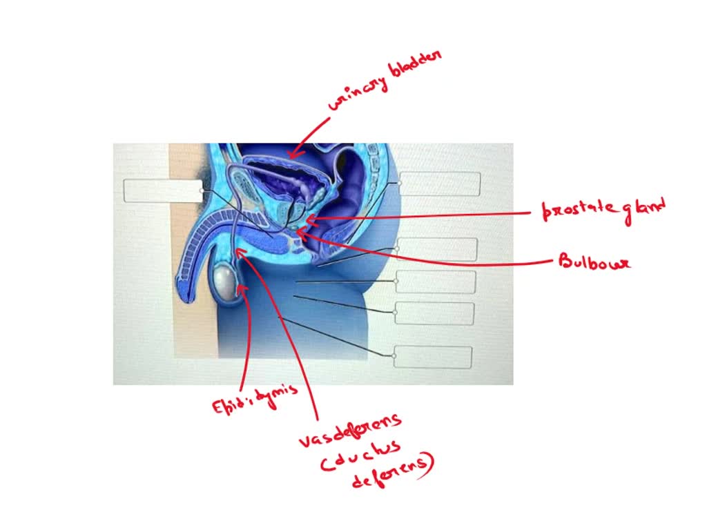 SOLVED: Correctly label the following parts of the male reproductive system: Ductus (vas ...