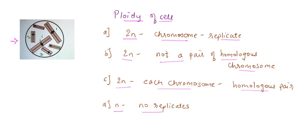 SOLVED: Which statement accurately represents the ploidy of this cell ...