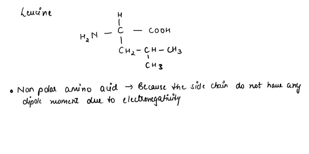 SOLVED: What kind of bond type/ interaction(s) is a Leucine amino acid ...