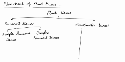 Make a flow chart to show classification of plant tissues...