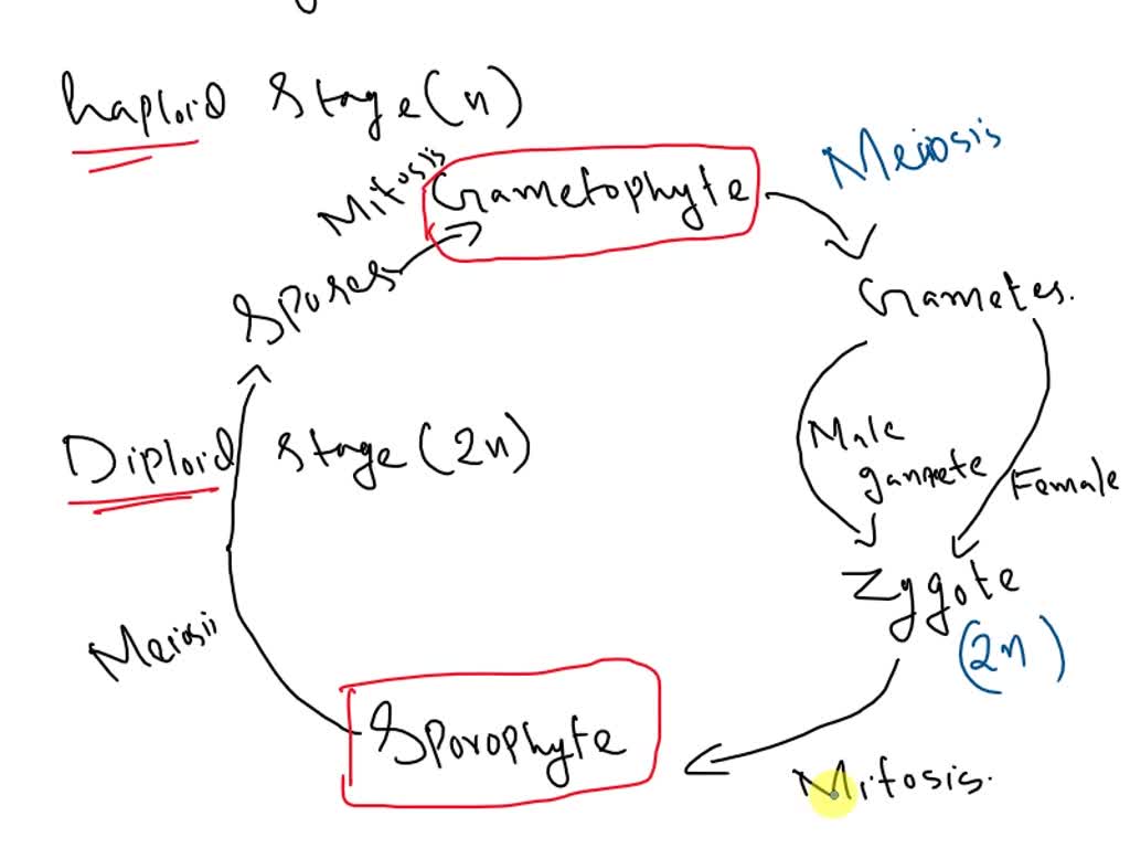 SOLVED: Life Cycle of Moss List the processes numbered above that ...