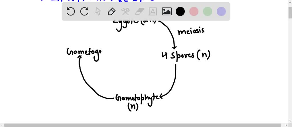 SOLVED: Hoploid (N) Chara Life Cycle Diploid ( 2r) Label the Chara Life ...