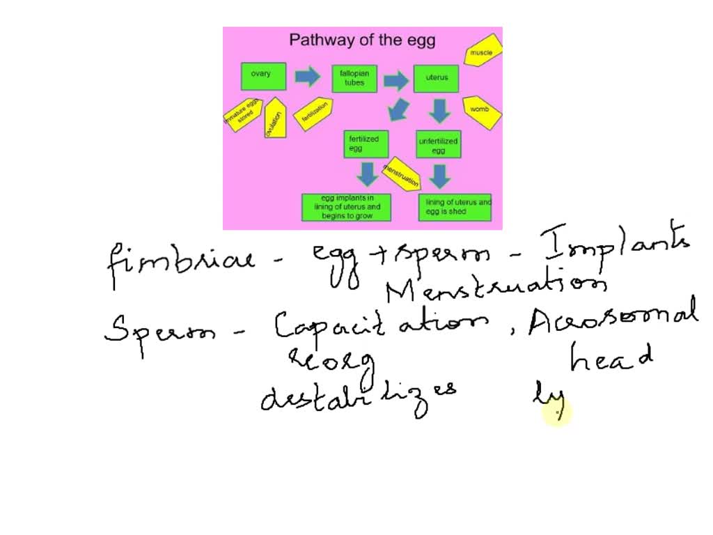 SOLVED: A. CREATE A FLOW CHART SUMMARISING THE PATHWAY OF AN OVUM FROM ...