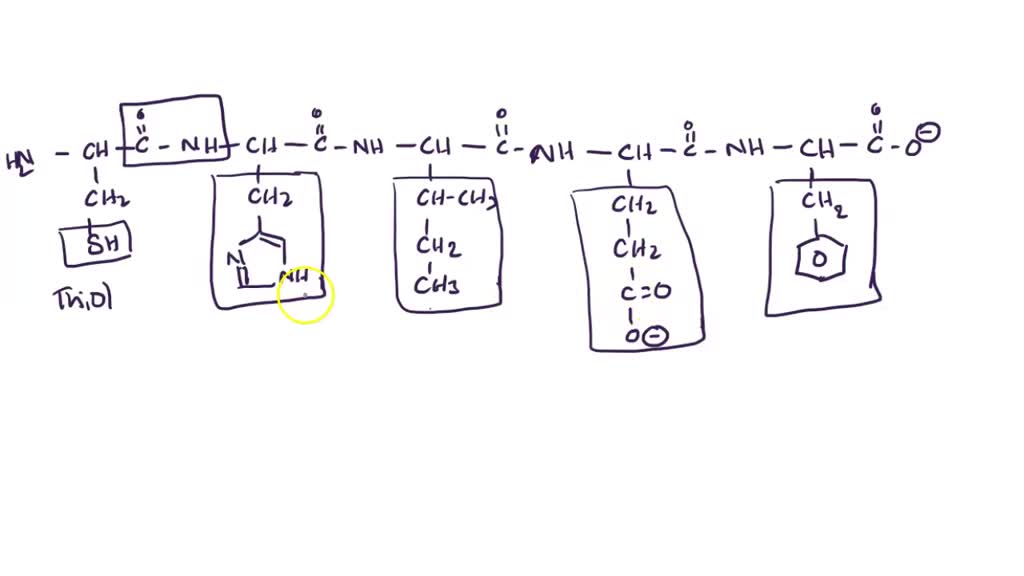 SOLVED: How many ionizable groups are in the peptide shown below: Val ...