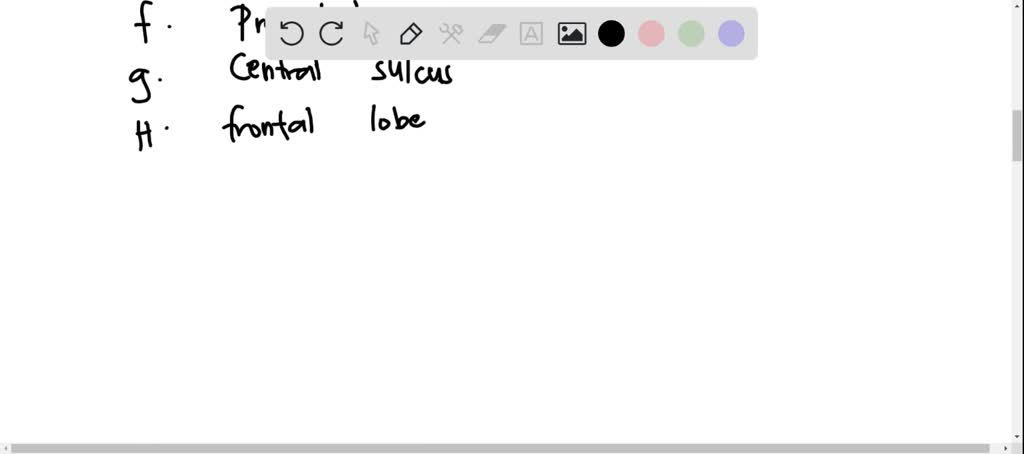 SOLVED: Connect between the numbers and the letters. Hippocampus Hypothalamus Thalamus ...