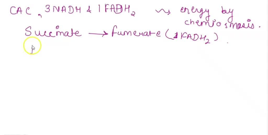 SOLVED: The conversion of fumarate to malate in the citric acid cycle ...