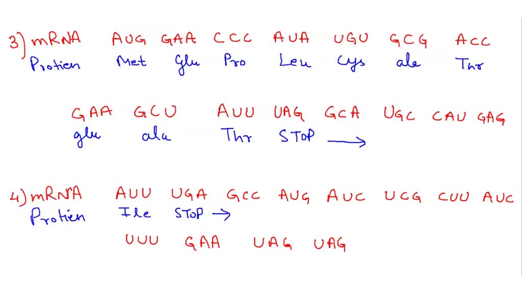 SOLVED: CGCTGG CTT CGA TGA ATC CGT ACG GTA CTC GCC ATC DNA + TAC CTT ...