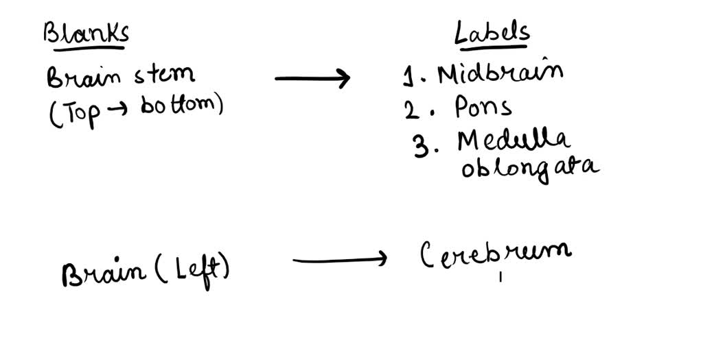 SOLVED: The Brain and Cranial Nerves Art-labeling Activity: An ...