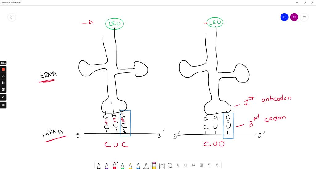 SOLVED: Explain the "wobble hypothesis" and why it allows single tRNA ...